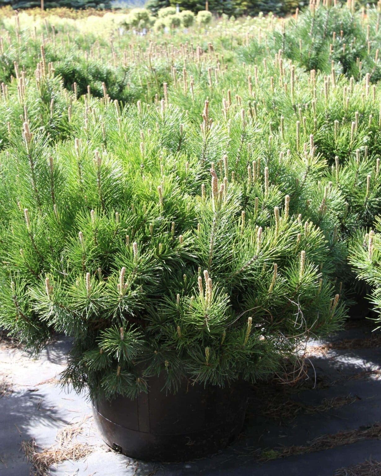 Tree Farm, Garden Centre & Landscaping | Calgary & Okotoks Area