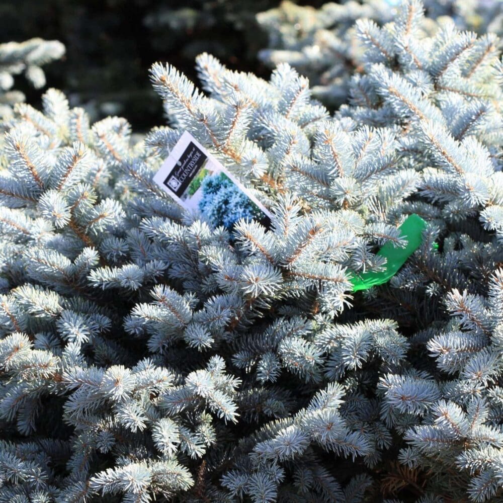 Spruce 'Globe Blue' | Countryside Tree Farms