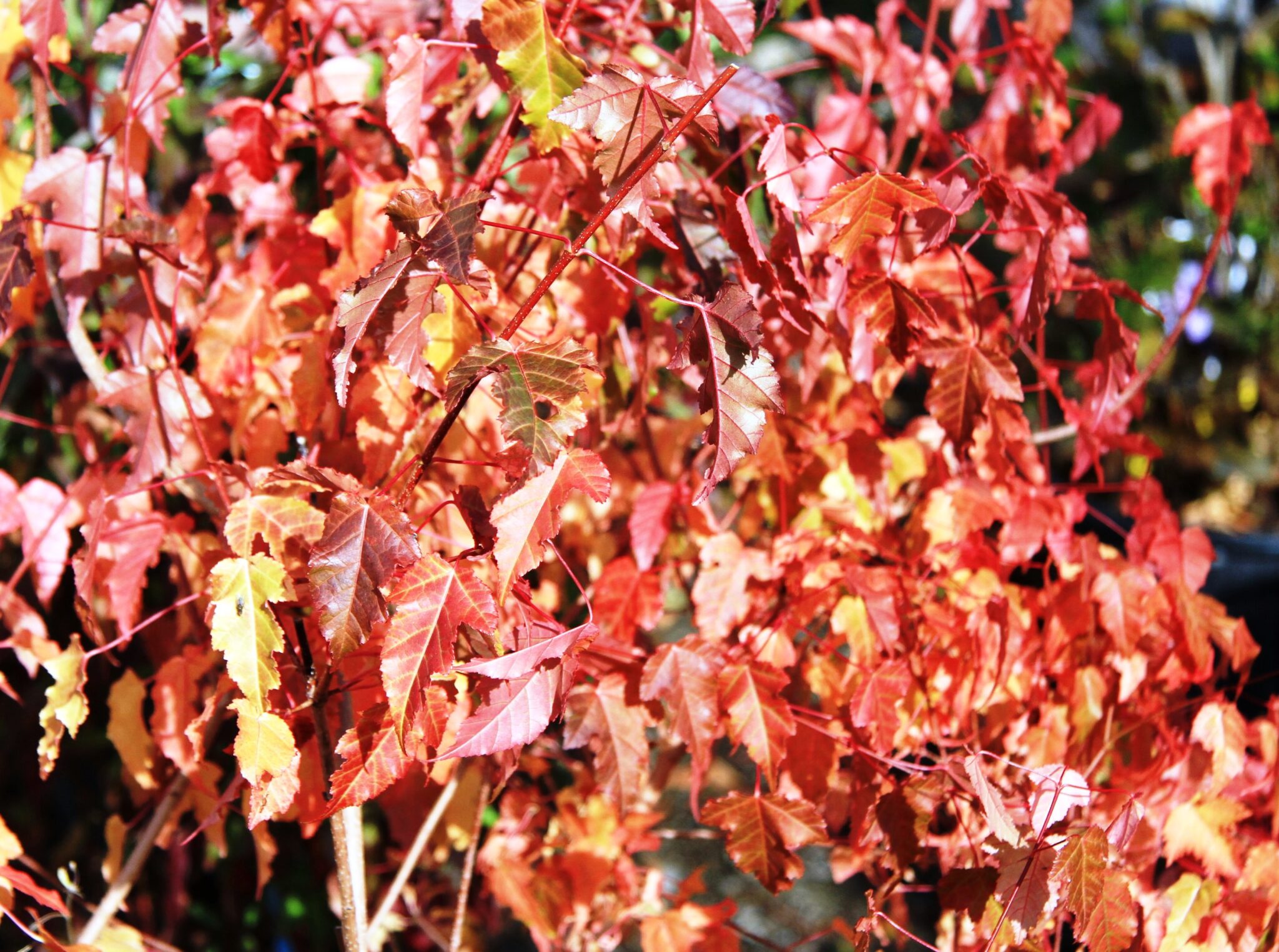 Incredible fall colors ranging from orange to scarlet.